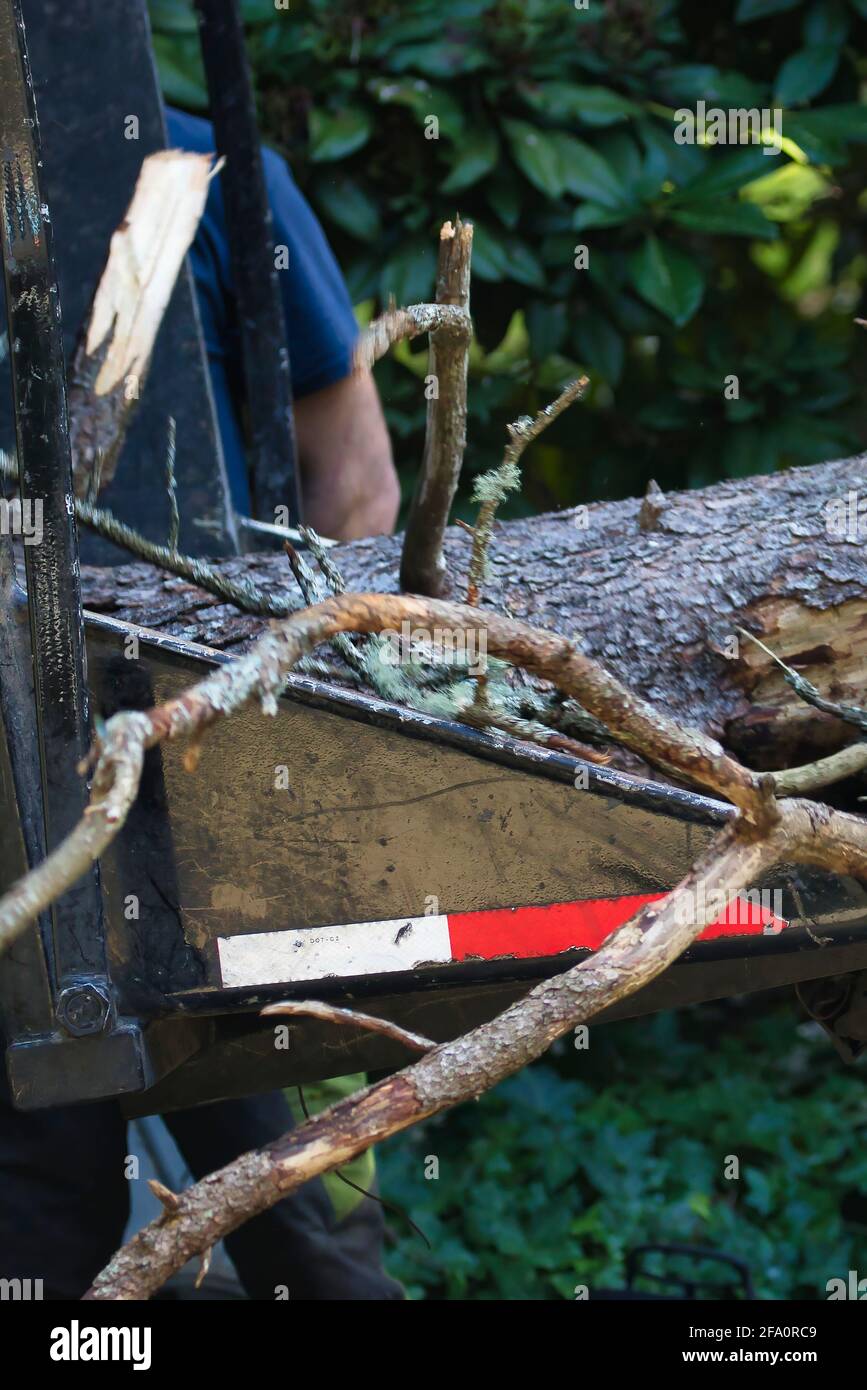 feeding limbs or a downed tree through a woodchipper Stock Photo - Alamy