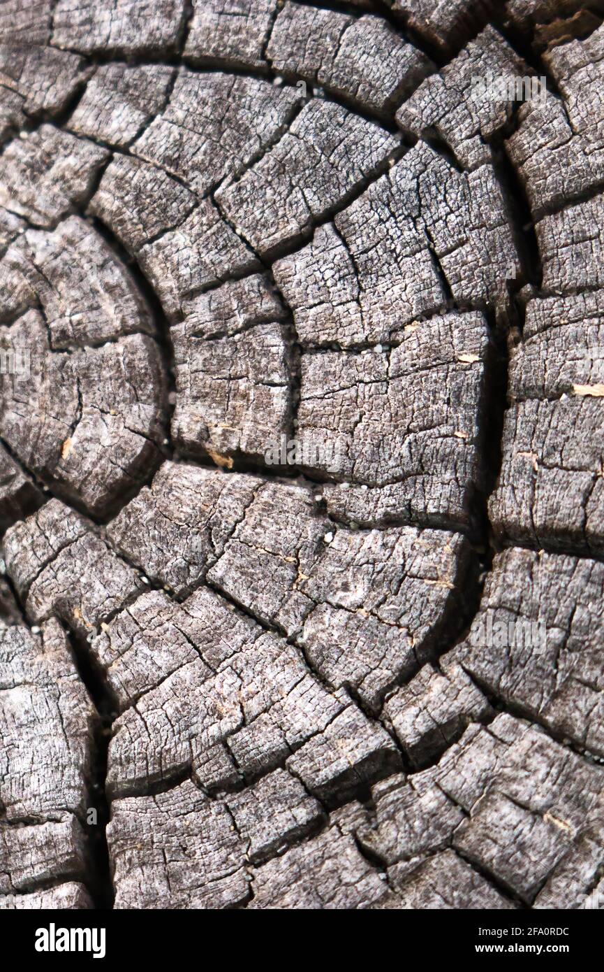 rings and cracks in old wood chunk drying Stock Photo - Alamy