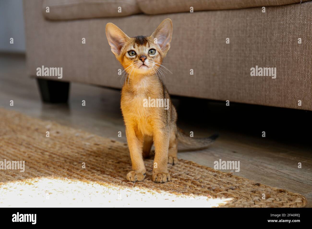 Cinnamon Abyssinian