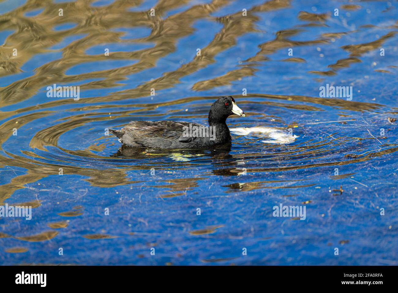 American Coot. An American Coot duck next to a dead Tilapia fish ...