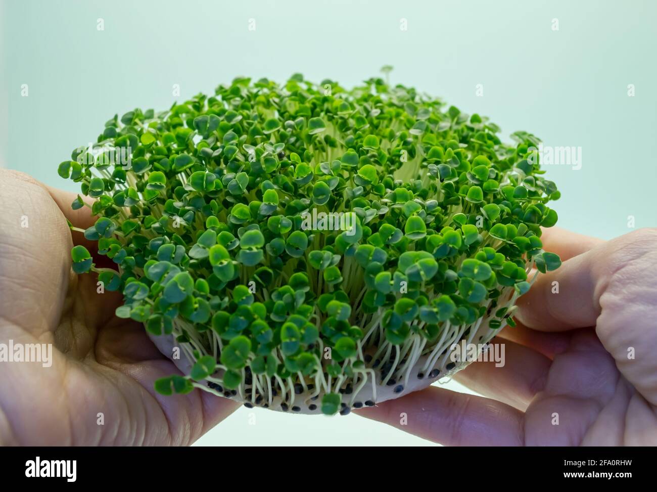 Growing microgreens at home. Microgreens of sprouted basil seeds in ...