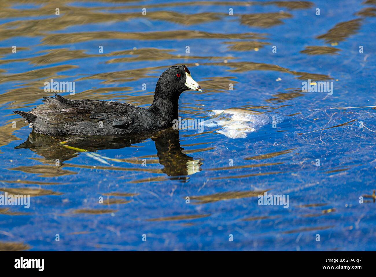 American Coot. An American Coot duck next to a dead Tilapia fish ...