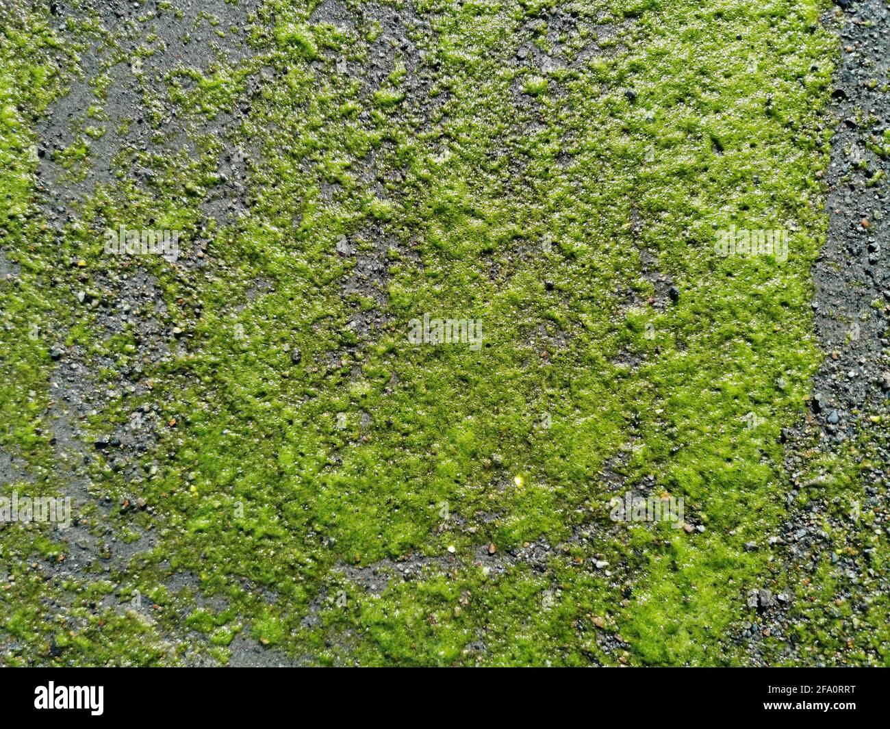 Rough rock covered with natural green moss, texture background Stock ...