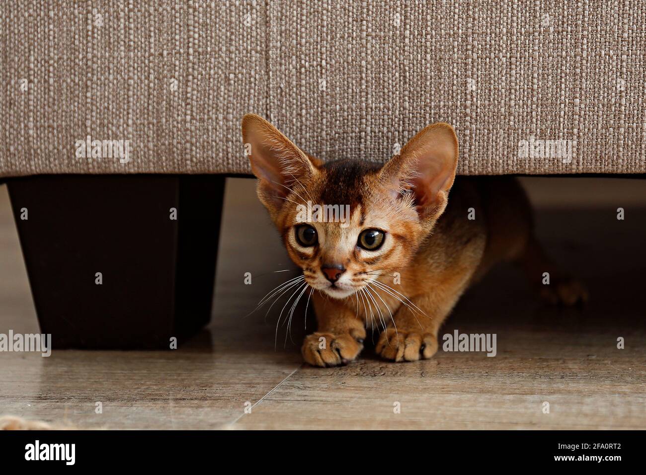 Two month old cinnamon abyssinian cat at home. Beautiful purebred short ...