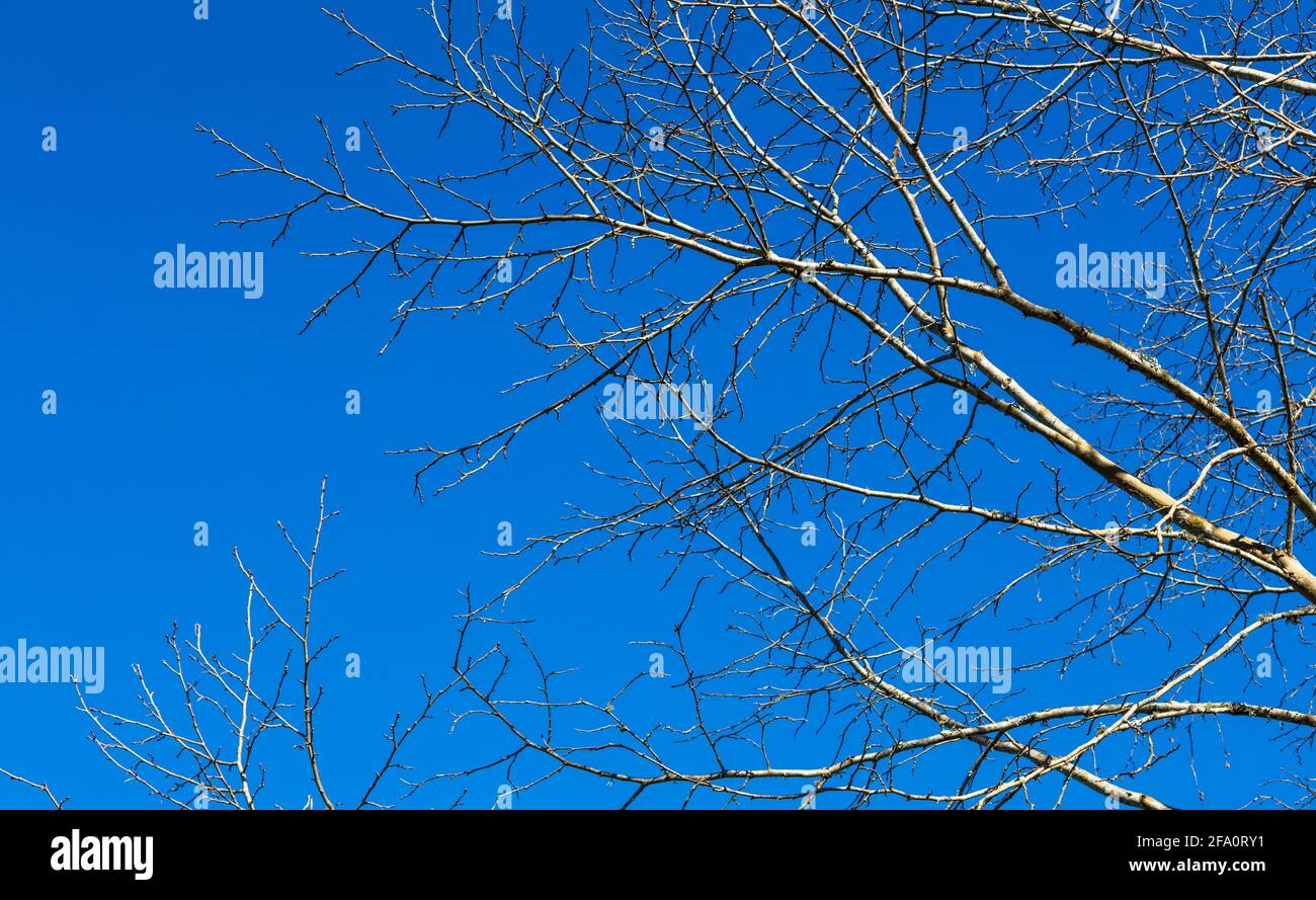 Dry branches of a tree on a blue background Stock Photo - Alamy