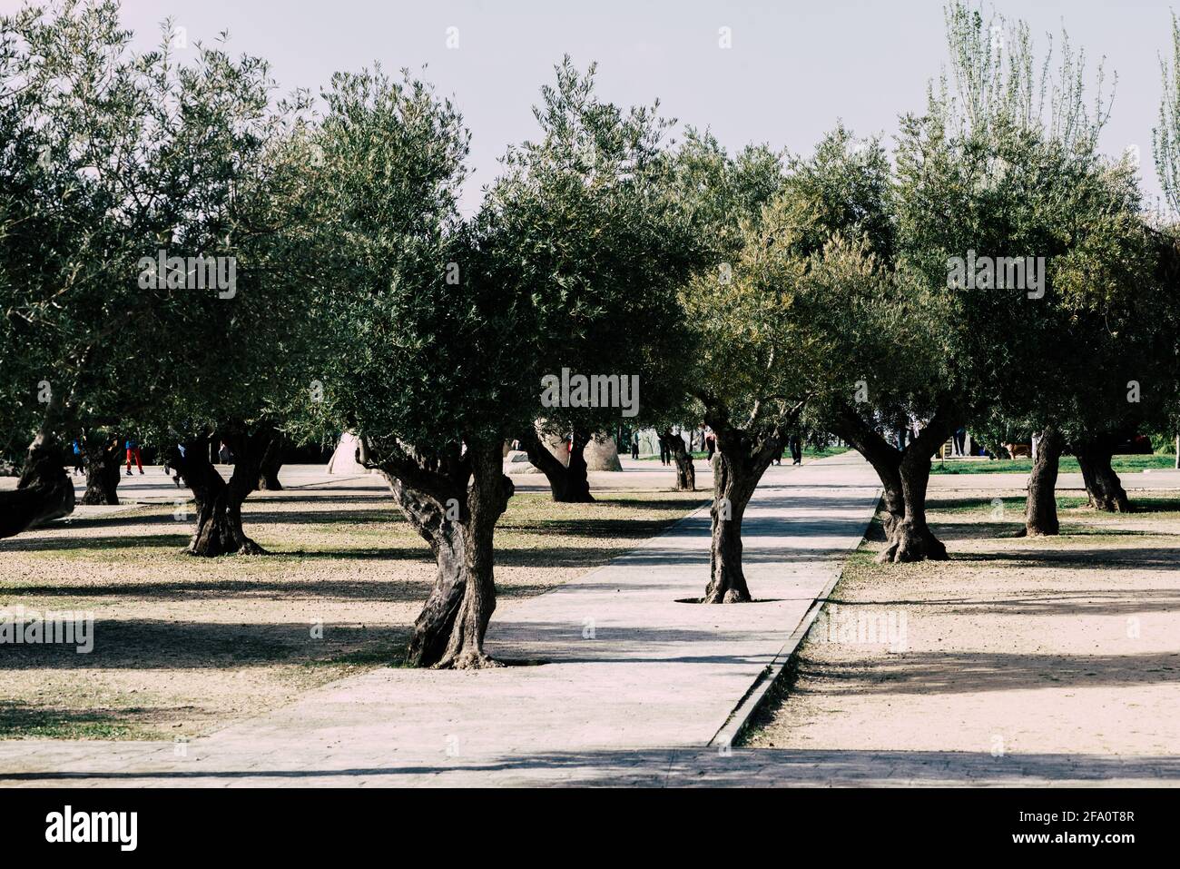 View of olive trees in the picturesque grove Stock Photo - Alamy