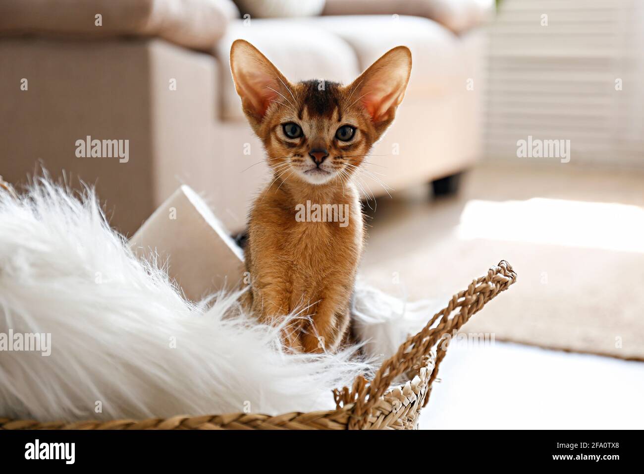 Cute Abyssinian Kittens