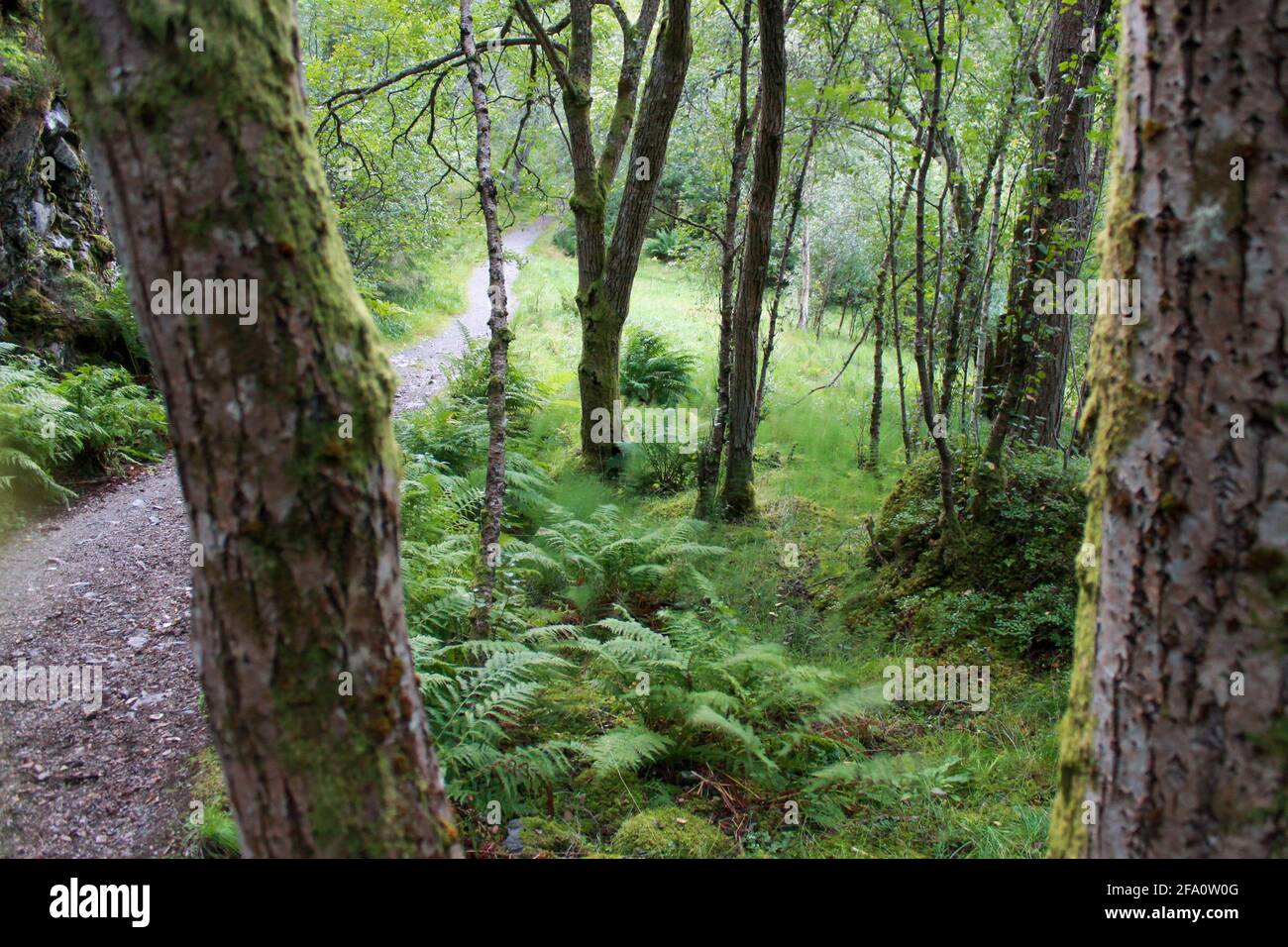 walk in a forest Stock Photo - Alamy