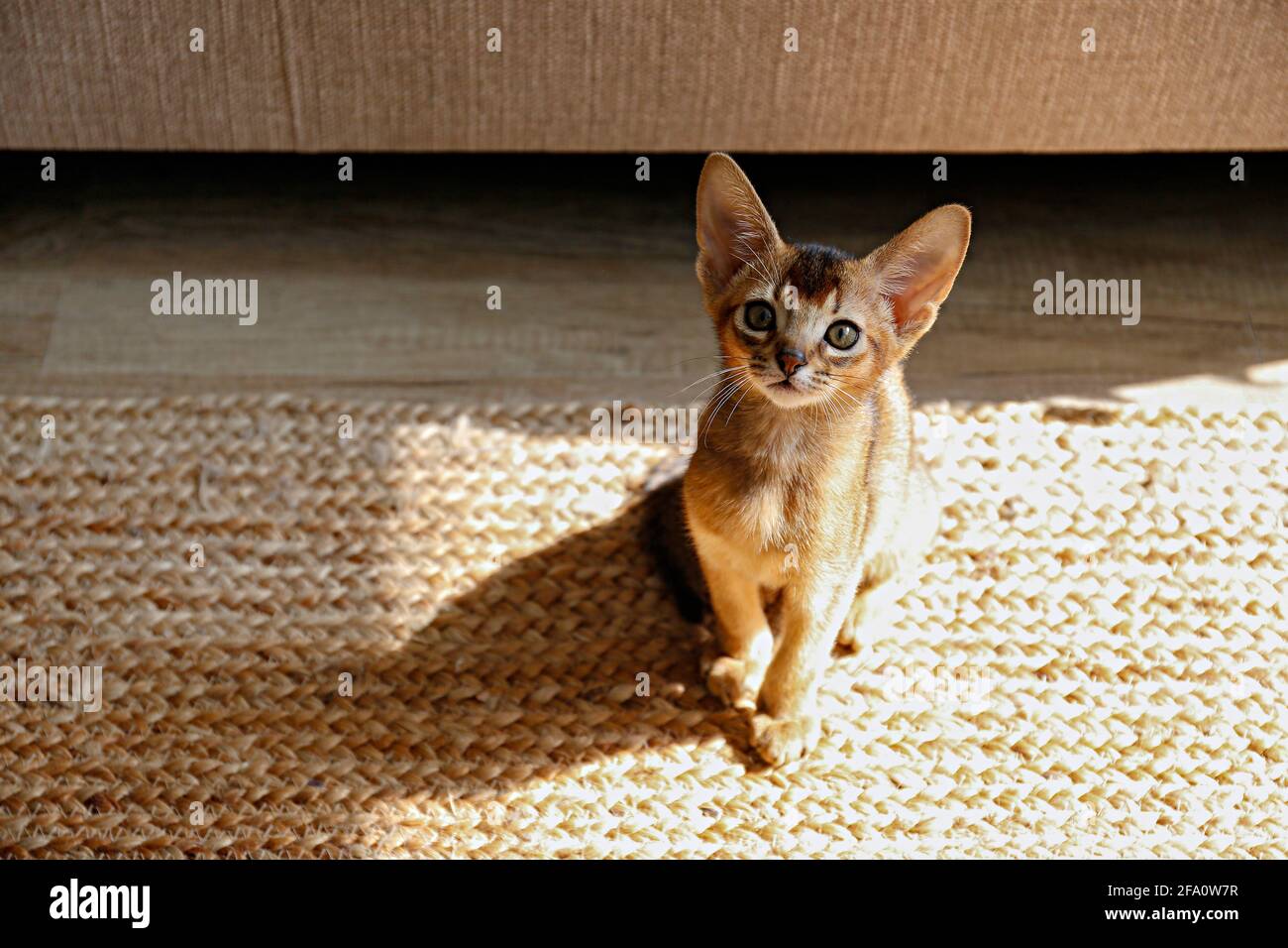 Two month old cinnamon abyssinian cat at home. Beautiful purebred short ...