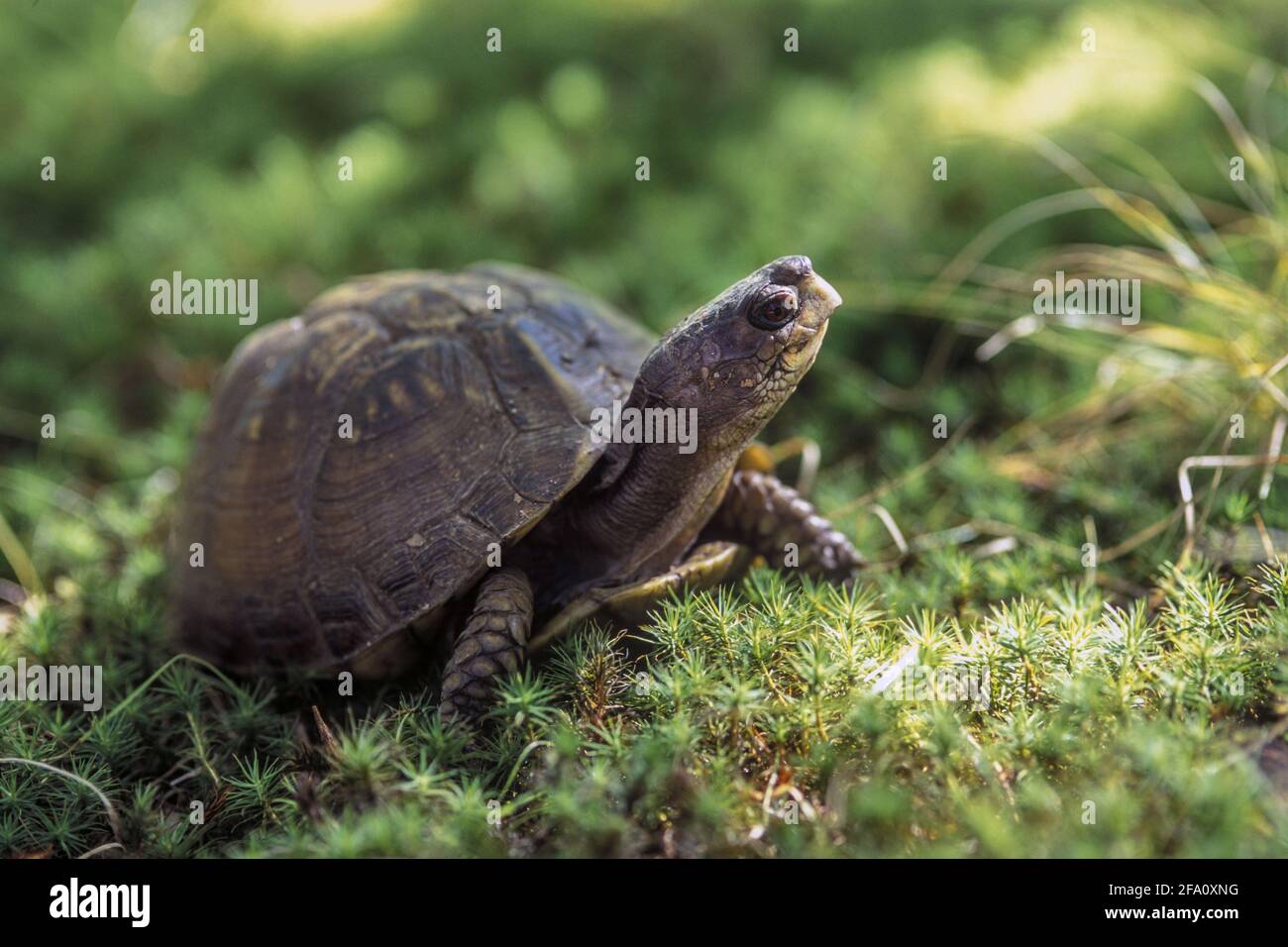 Eastern box hi-res stock photography and images - Alamy