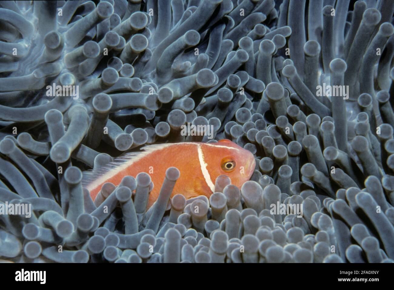 Pink anenome fish Great Barrier Reef, Queensland, Australia Stock Photo ...