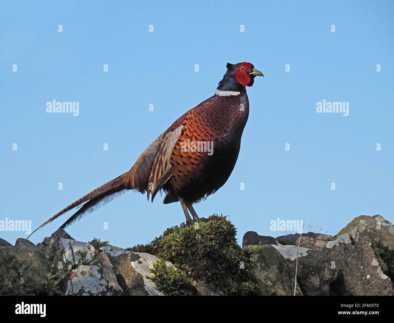 cock Common Pheasant (Phasianus colchicus mongolicus) displaying red ...
