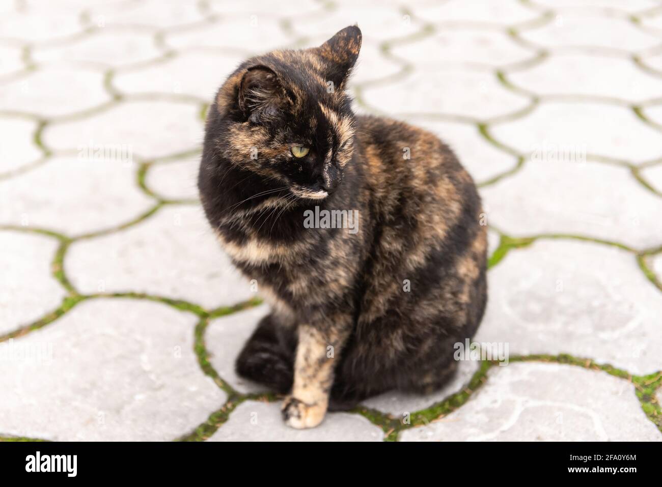 Street cat. Very beautiful color scheme. The cat sits on the rocks and ...