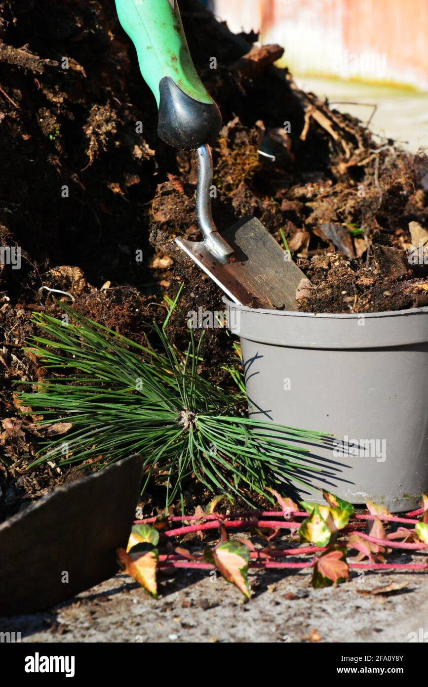 Heap of thearth and gardening tools for planting a tree Stock Photo - Alamy