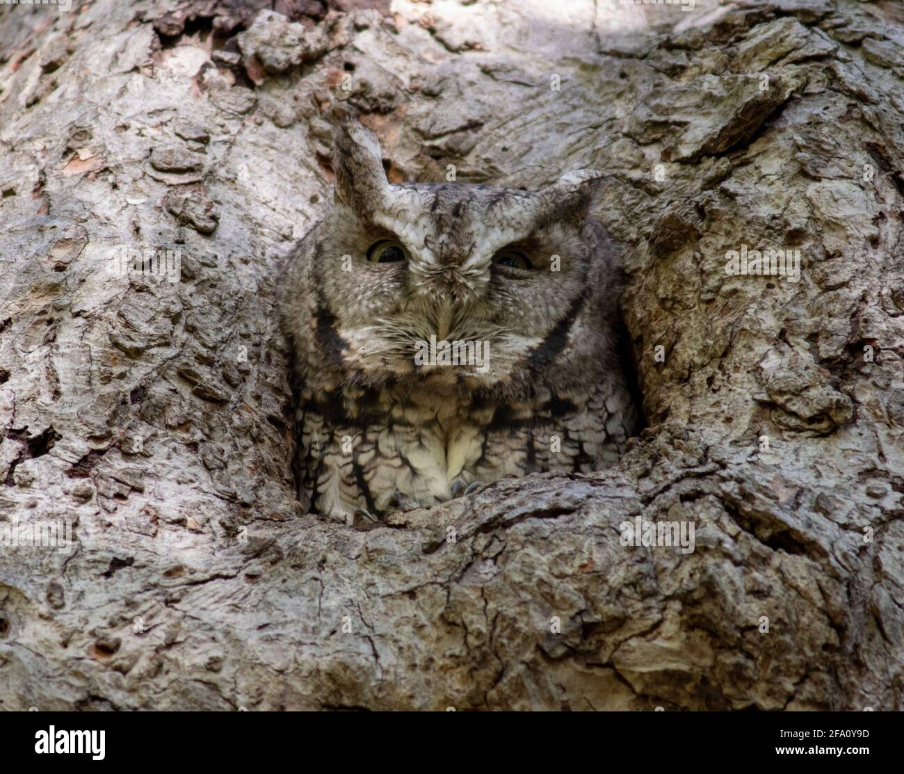 Eastern screech owl resting in a safe spot in a tree - camouflaged ...