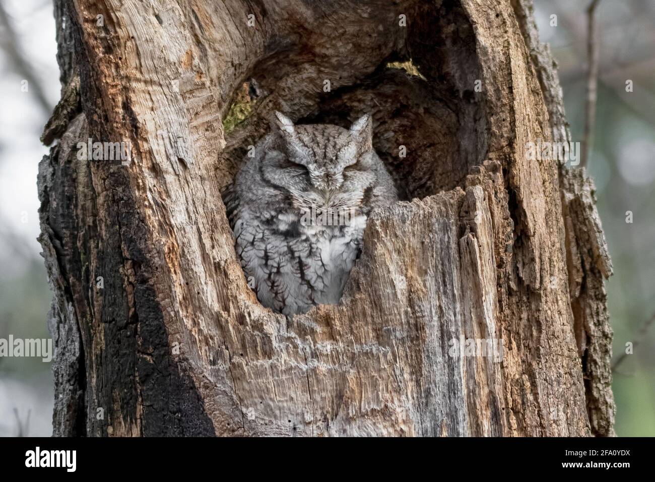 Eastern screech owl nesting in a dead tree in the woods Stock Photo - Alamy
