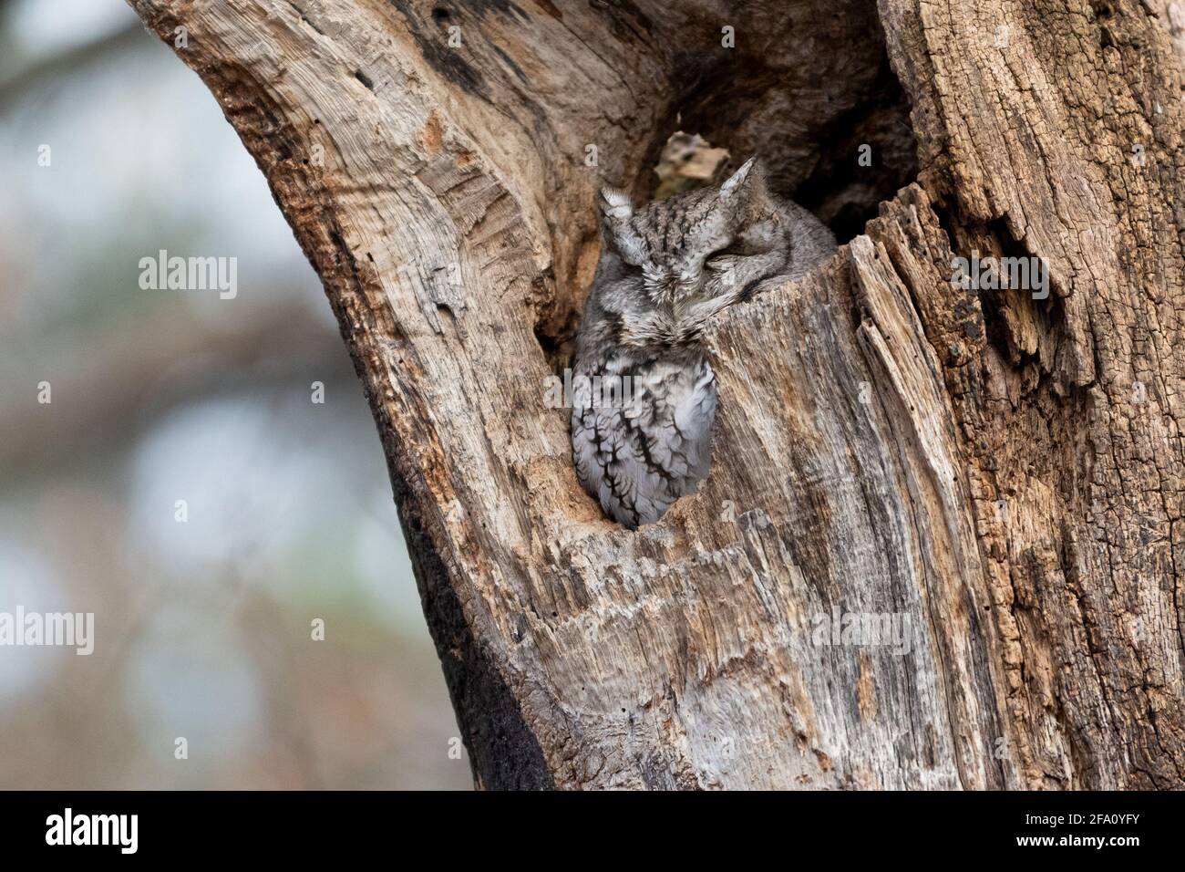 Eastern screech owl nesting in a dead tree in the woods Stock Photo - Alamy