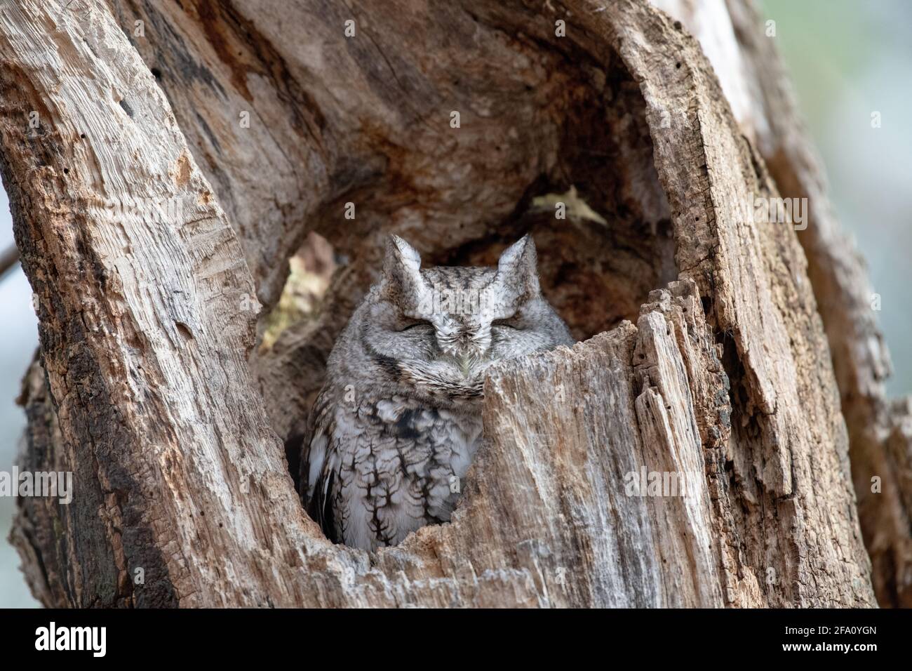 Eastern screech owl nesting in a dead tree in the woods Stock Photo - Alamy