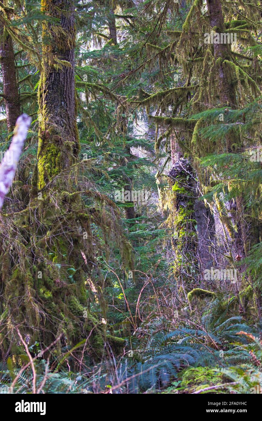 bright green moss covering tree trunks and branches Stock Photo - Alamy