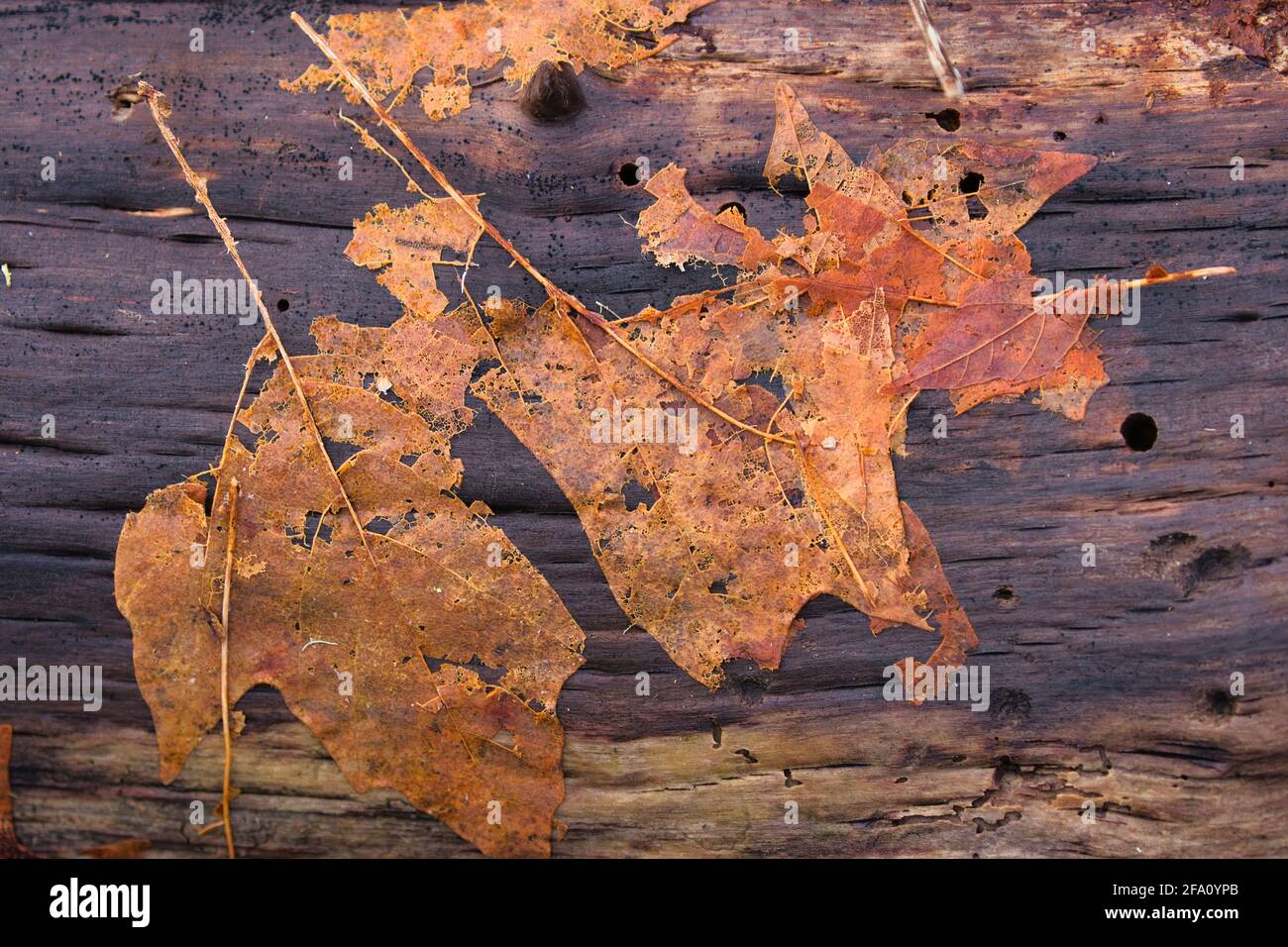 Forest scene with fallen tree hi-res stock photography and images - Alamy