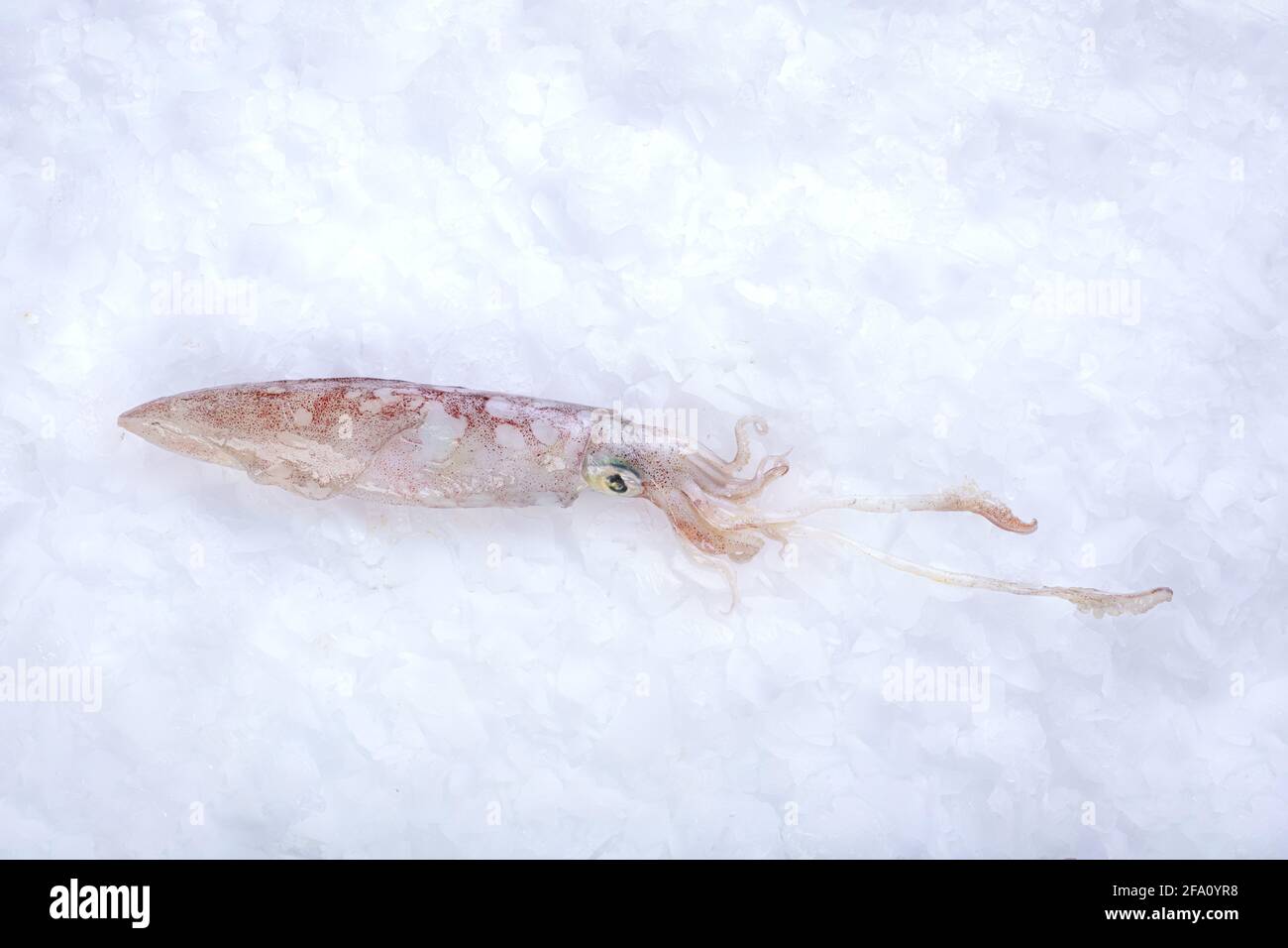 Ice plant scale hi-res stock photography and images - Alamy