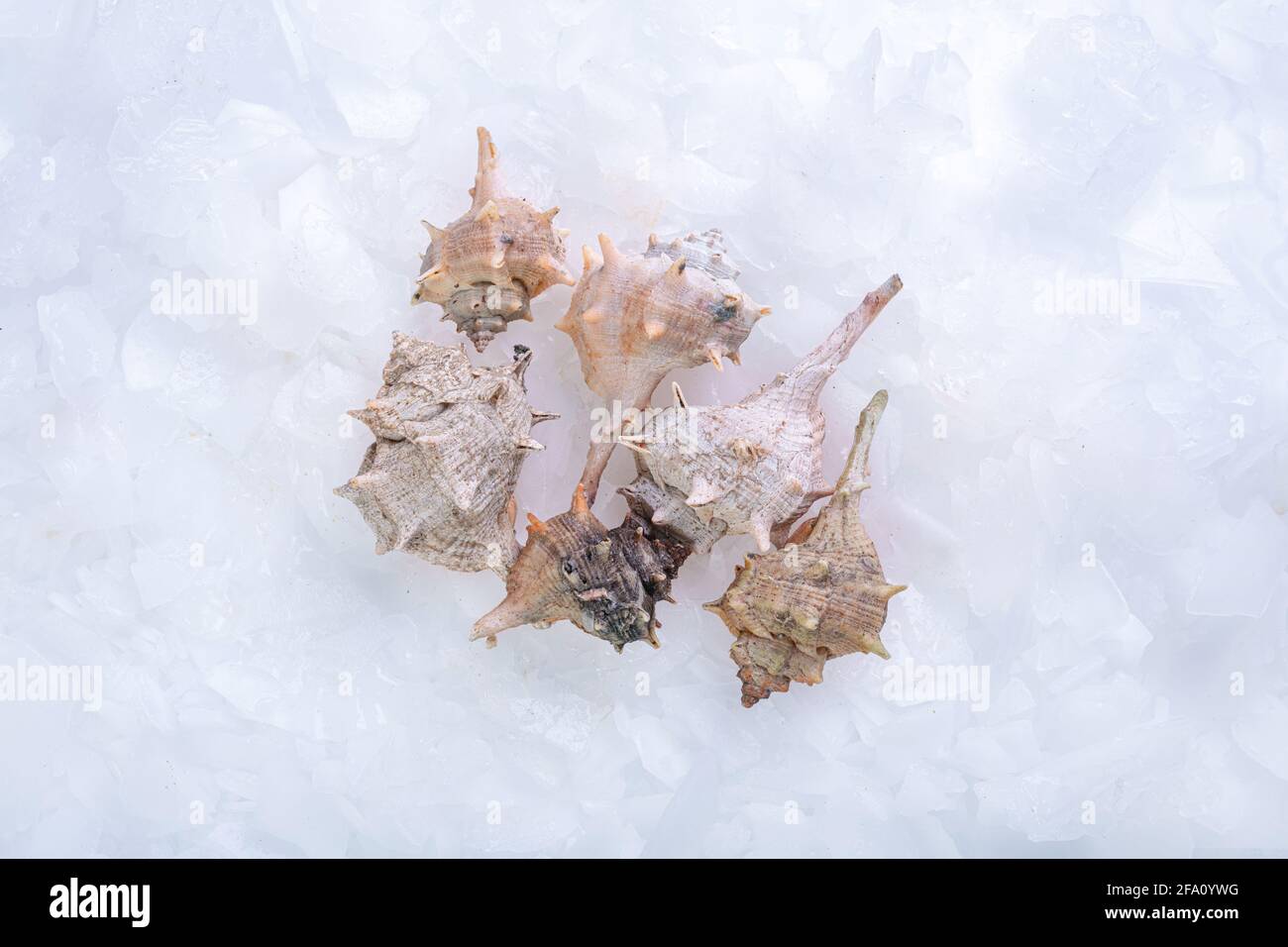 Pointed snail hi-res stock photography and images - Alamy