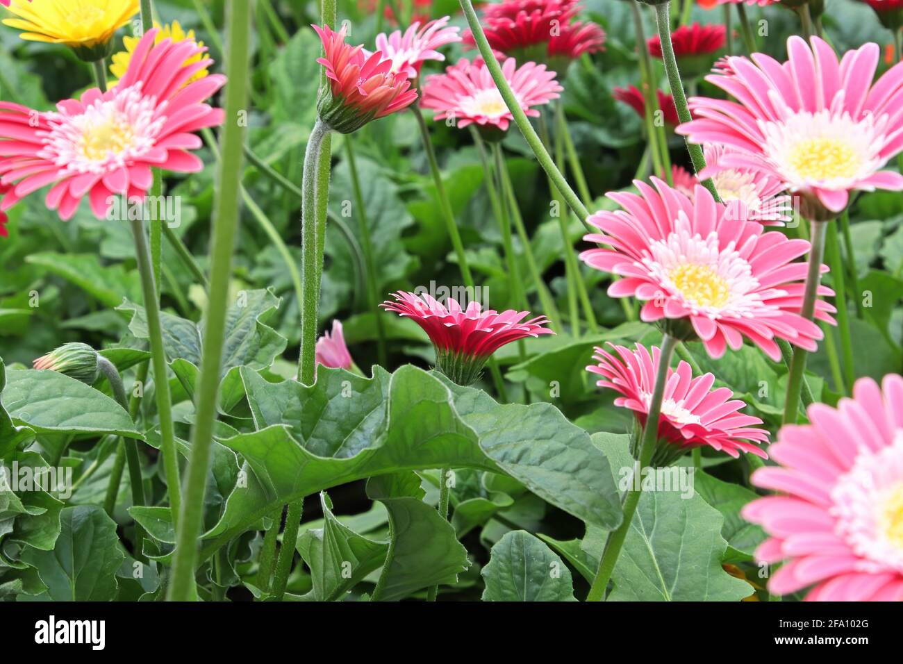 Closeup of multiple colorful gerbera plants flowering Stock Photo - Alamy