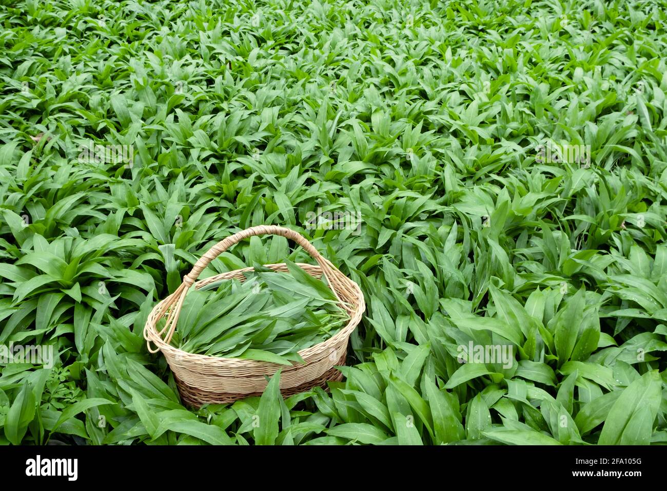 Ramson leaves hi-res stock photography and images - Alamy