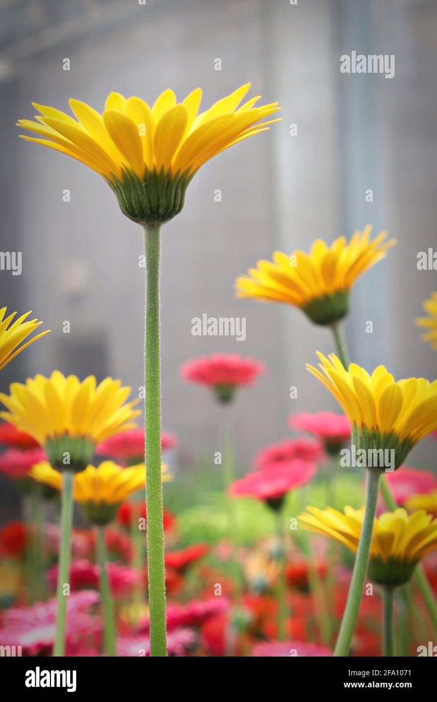 Gerbera growing in pots hi-res stock photography and images - Alamy