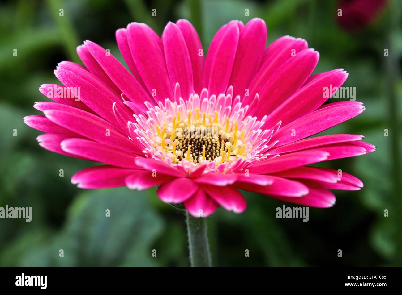 Side view of a pink and yellow gerbera Stock Photo - Alamy