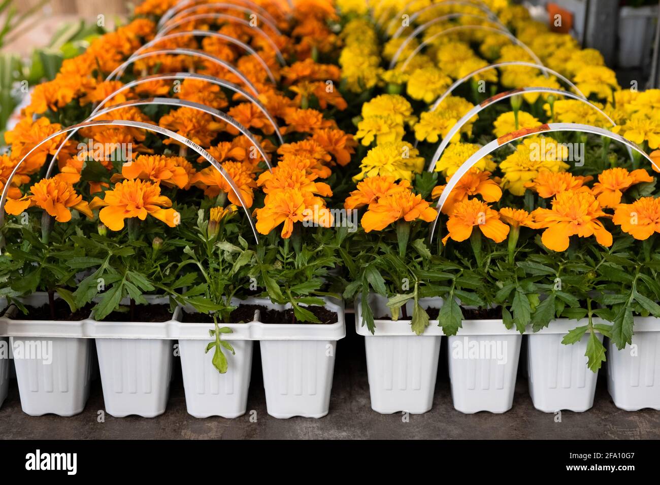 Flowers Plants in Small Starter plastic Pot for Seedling in Garden ...