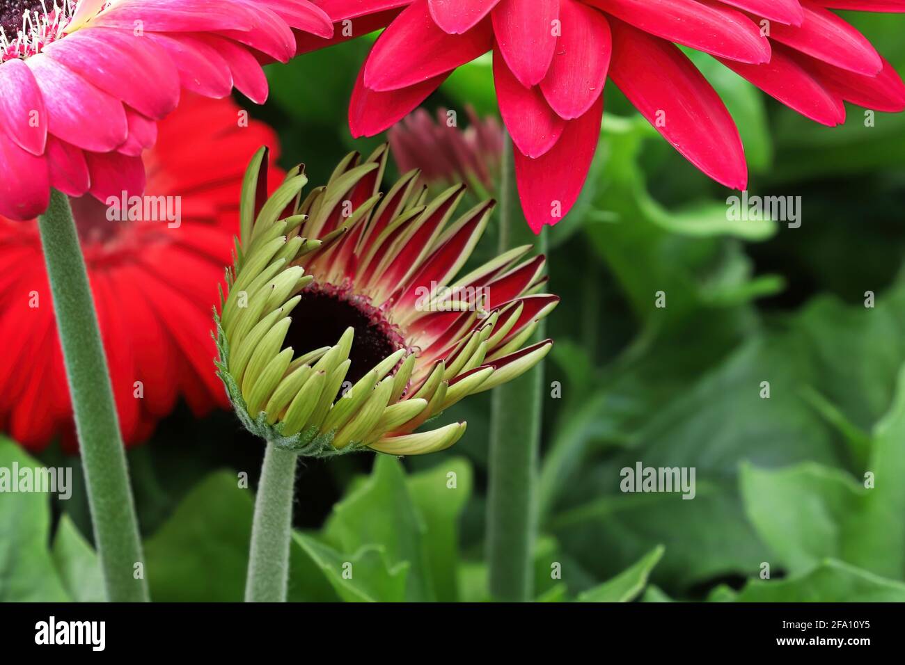 Gerbera bud hi-res stock photography and images - Alamy