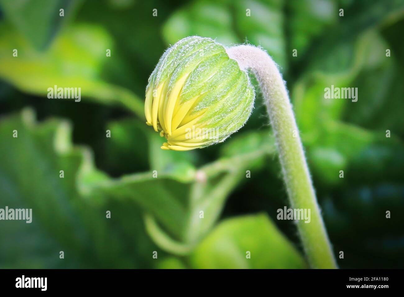 Side view of a gerbera bud with yellow petals Stock Photo - Alamy