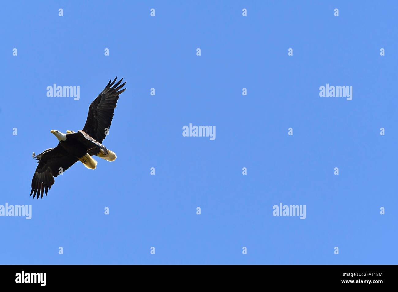 Chacing hi-res stock photography and images - Alamy