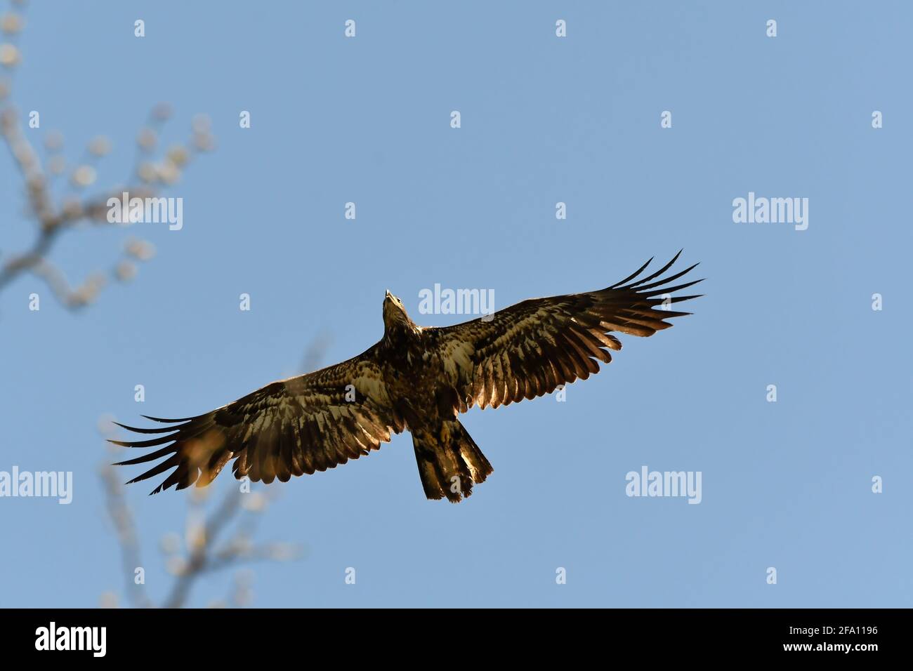 Picture of immature Bald Eagle over head view in flight through tree ...