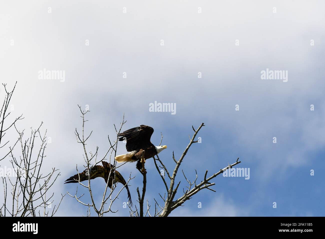 Adult Bald Eagle landing on branch top of tree another Eagle flying in ...