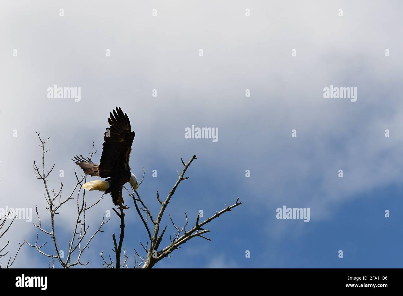 Adult Bald Eagle landing on branch top of tree Stock Photo - Alamy