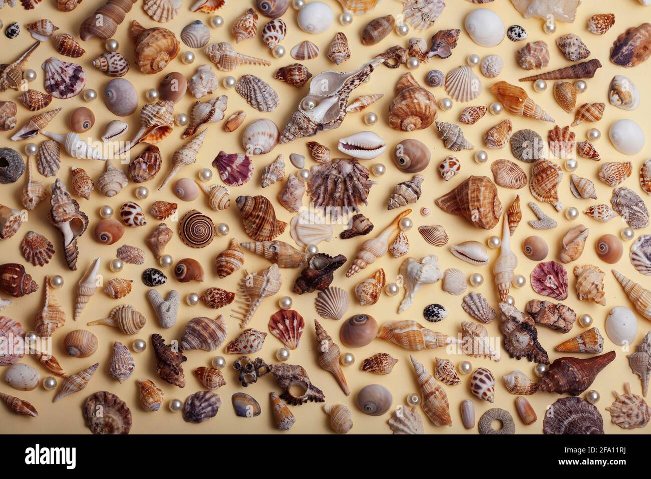 a lot of different empty sea shells on yellow background, macro details ...