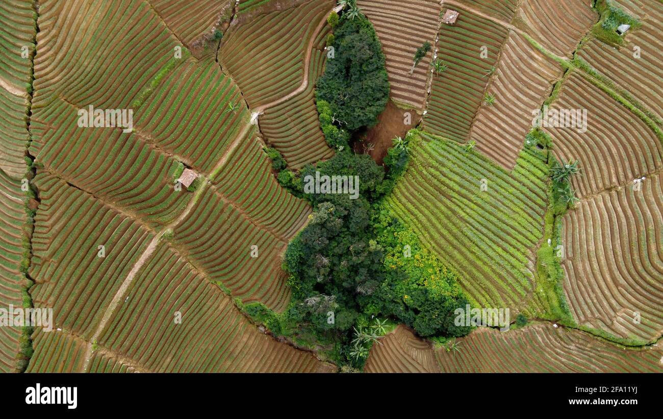 Aerial view of World heritage Panyaweuyan rice terraces in Majalengka ...
