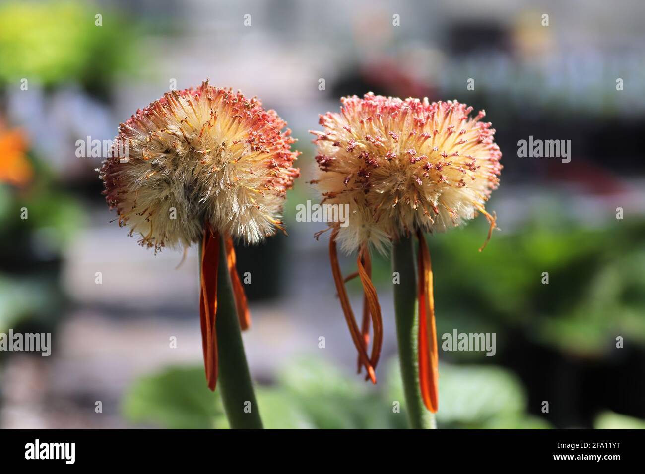 The seed tuft ball from a gerbera flower plant Stock Photo - Alamy