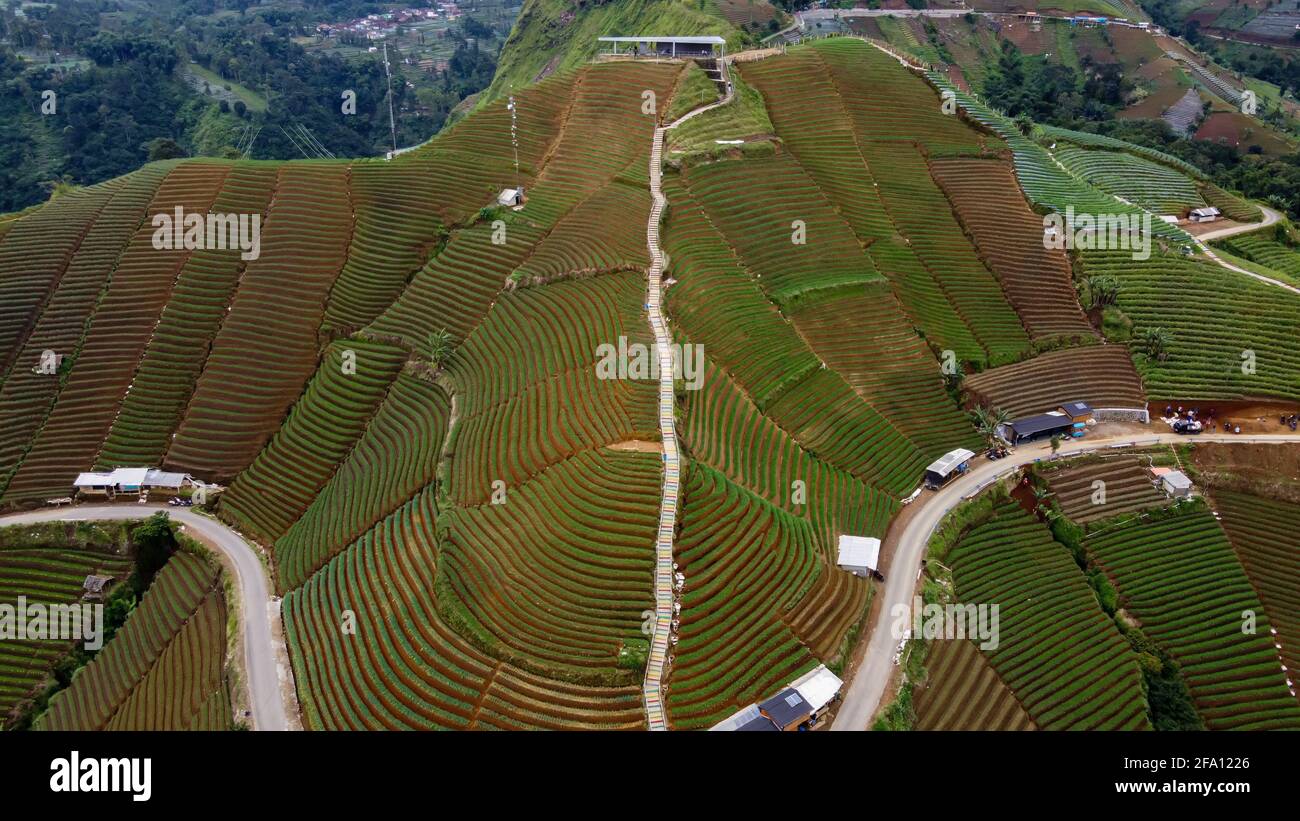 Aerial view of World heritage Panyaweuyan rice terraces in Majalengka ...
