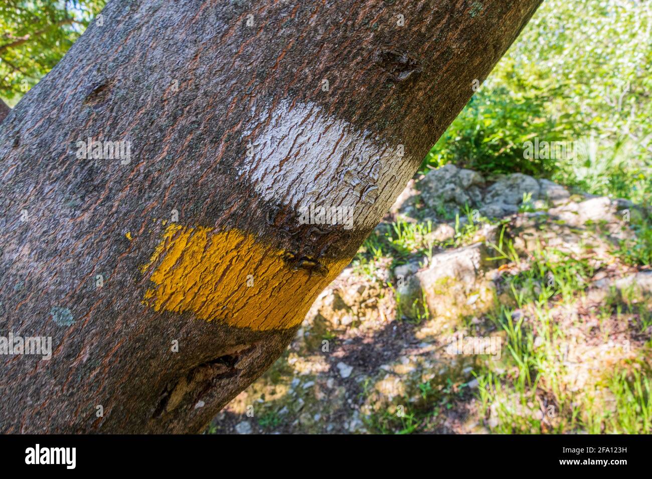 Closeup of a stout tree trunk with two lines painted on it, one white ...