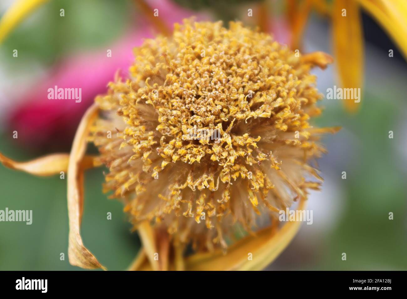 Gerbera Seeds High Resolution Stock Photography and Images - Alamy