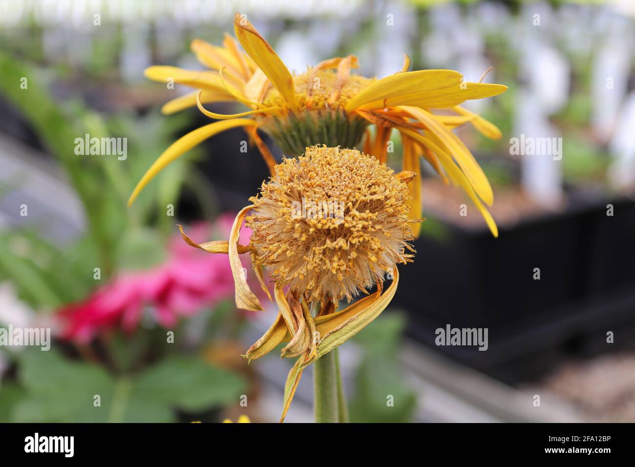 Gerbera seeds hi-res stock photography and images - Alamy