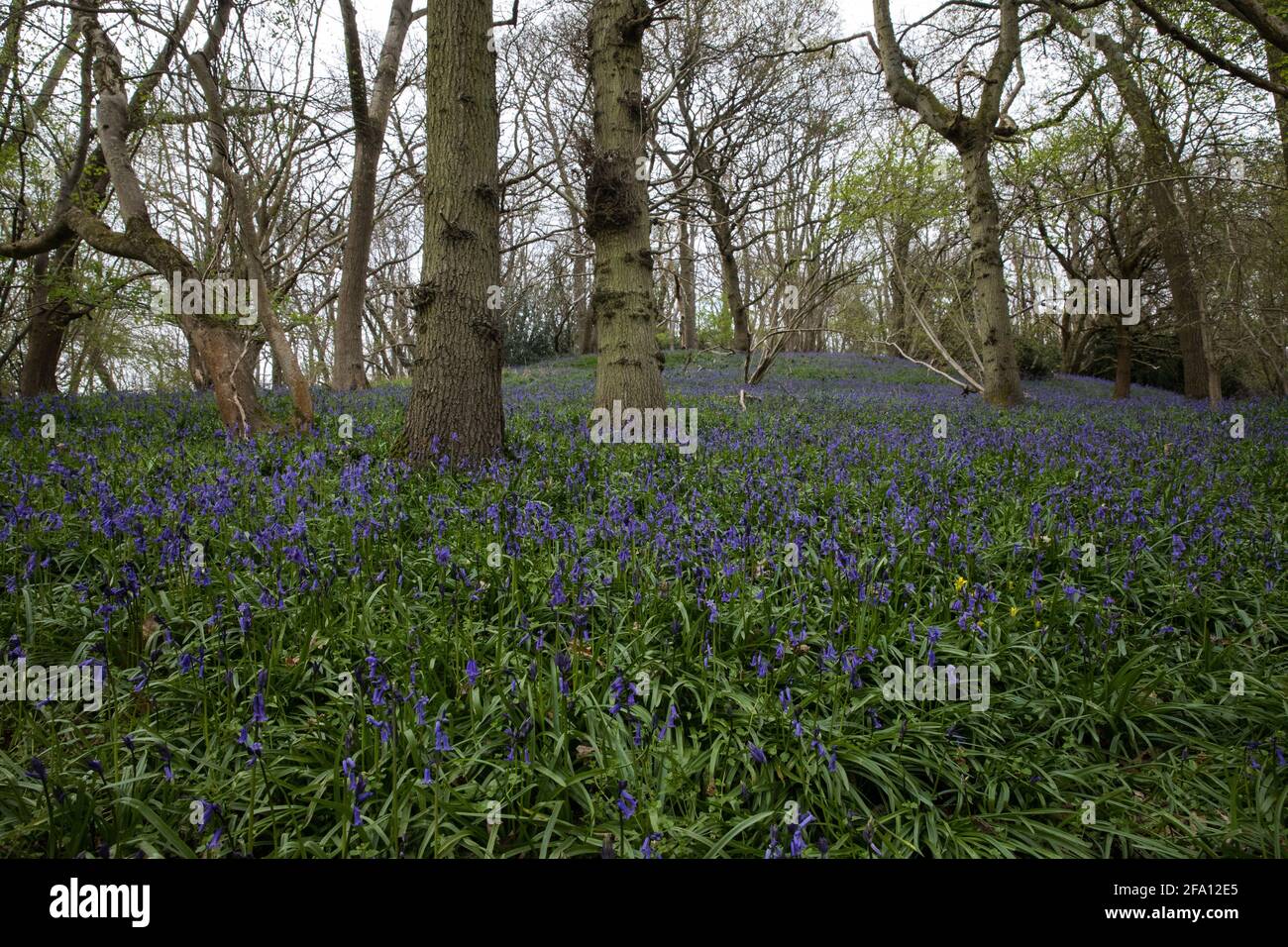 Sulham wood hi-res stock photography and images - Alamy