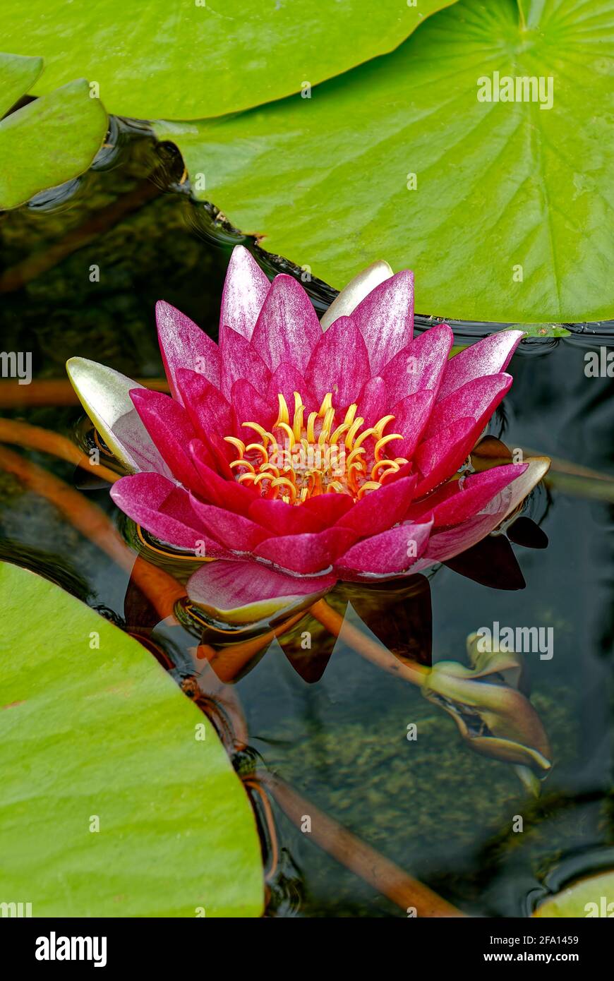Large water lily - Nymphaea Attraction. Close-up of a water flower ...