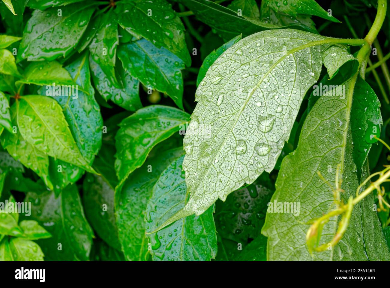 Rain background hi-res stock photography and images - Alamy
