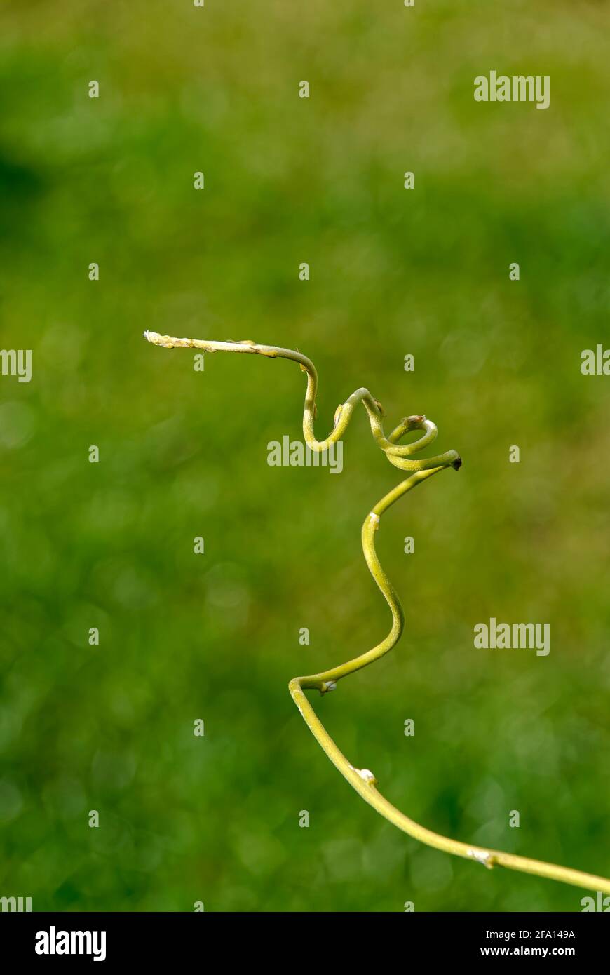 Life on a vertical hi-res stock photography and images - Alamy