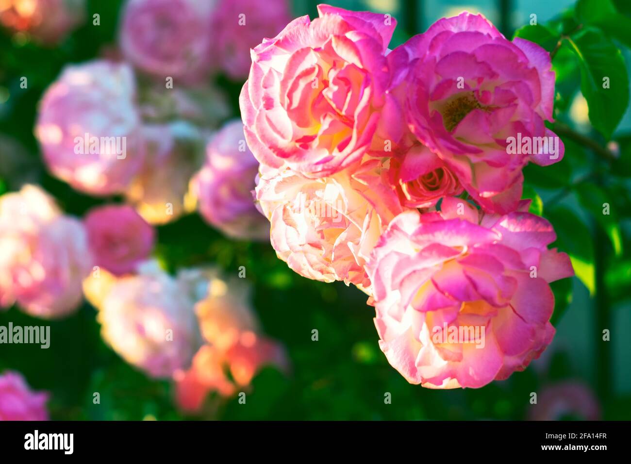 Rose Garden with pink fresh flowers Stock Photo - Alamy