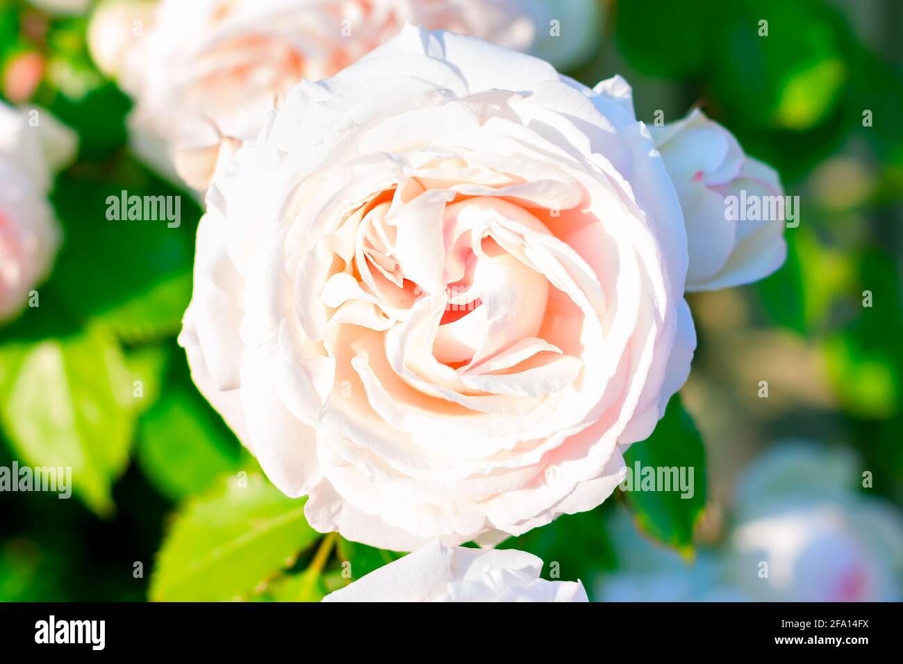 Sahara Rose High Resolution Stock Photography and Images - Alamy